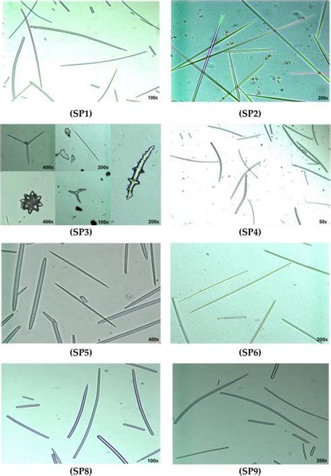 Dr Zeinab Arabeyyat On Linkedin Identification And Phylogenetic