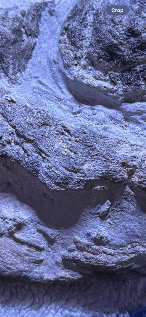 Identification Coprolite Or Stromatolite Asked In Fossilid And