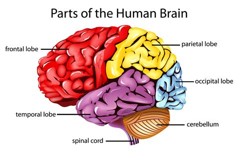 Psychology Brain Diagram Labeled With Functions The Human Br