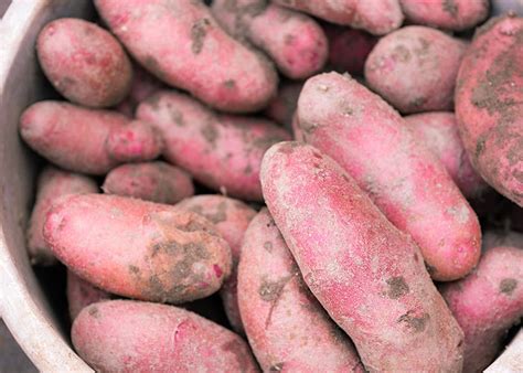 さつまいもは完全栄養食に近い？さつまいもで始める健康生活！さつまいもを食べると変わる？その意外な効果とさつまいもの栄養素を徹底解説します