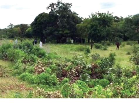 Well Conduct Census In Sambisa Forest Npc Daily Trust