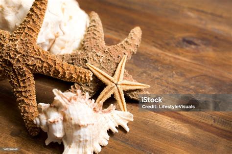 다양한 조개 껍질 수집 모래 달러 콘치 가리비 별 물고기 배경은 거친 나무입니다 0명에 대한 스톡 사진 및 기타 이미지 Istock