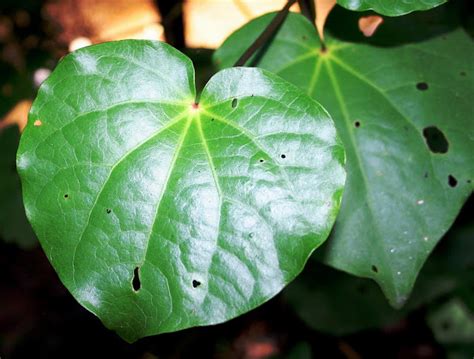 Cordate And Obcordate Heart Shaped Leaves Explained Bushmansfriend