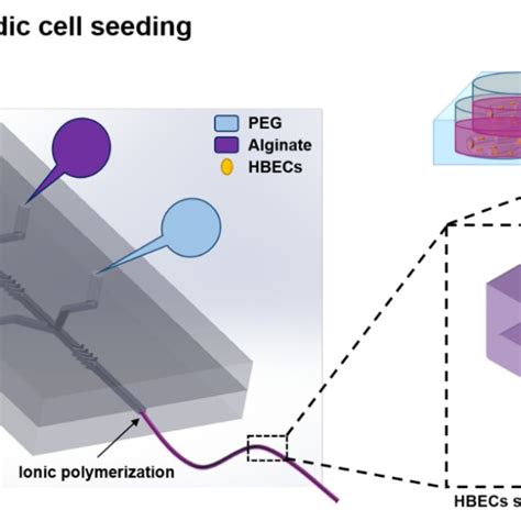 Schematic Representation Of The Microfluidic Approach To Seed And Download Scientific Diagram