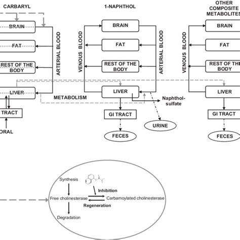 Schematic Representation Of The Pbpk Pd Model Structure For Carbaryl Download Scientific