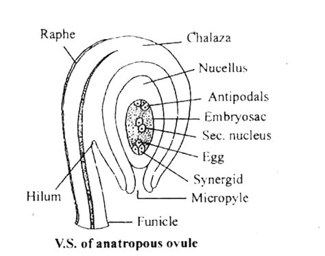 Kannada Solution Draw A Neat Labelled Diagram Of An Anatropous Ovule