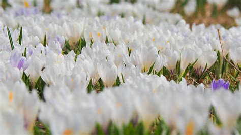 Seperangkat Bunga Crocus Yang Indah Di Padang Rumput Alpine Bunga