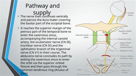 Notes Of Cranial Nerve Iii Iv Vipptx