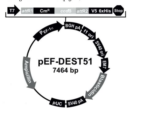 Addgene Vector Database Pef Dest51 Addgene Vector Database Pef Dest51