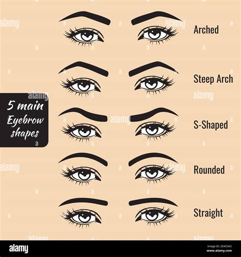Types Of Natural Eyebrow Shapes
