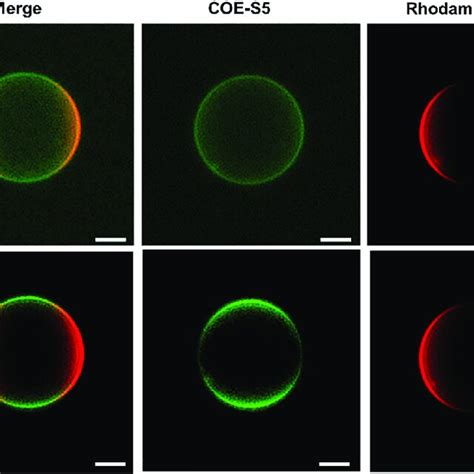 Fluorescence Polarization Microscopy Imaging Of A Single Guv Stained By Download Scientific