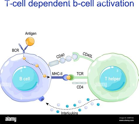 T Cell Dependent B Cell Activation B Lymphocyte Binds An Antigen
