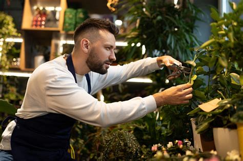 정원사는 살아있는 식물을 돌보고 가지 치기 가위로 잘라 꽃 식물에 대한 스톡 사진 및 기타 이미지 꽃 식물 꽃집 주인 다발 Istock