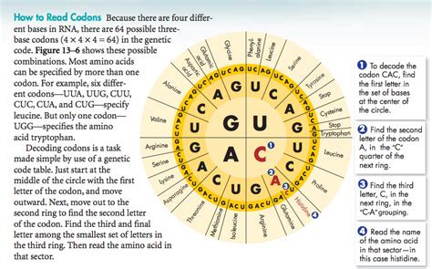The Circular Code Table