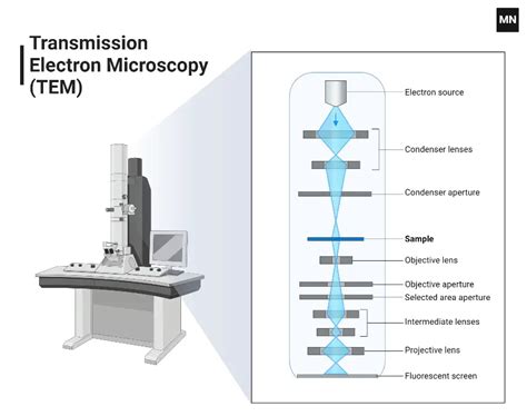 Inverted Microscope Principle Procedure Parts Uses Biology Notes