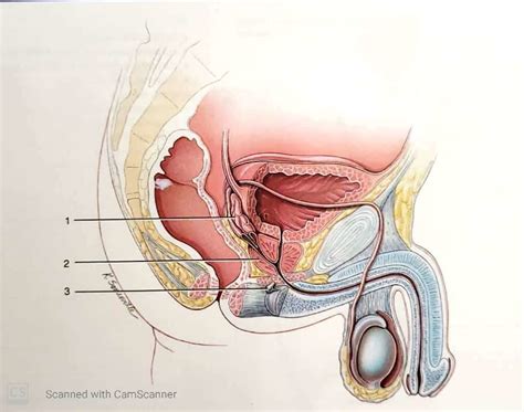 Biol 2311l Accessory Male Sex Glands Labeling Diagram Quizlet
