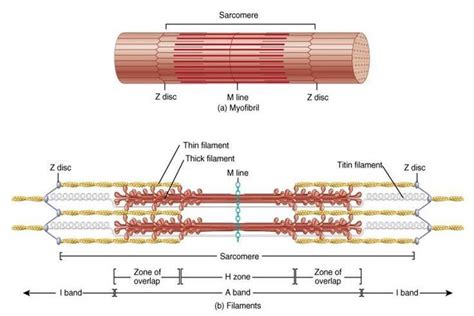 Understanding The Structure Of Sarcomere