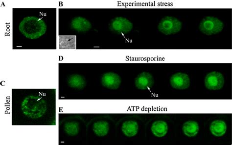 Figure 1 From Dynamic Nucleocytoplasmic Shuttling Of An Arabidopsis Sr Splicing Factor Role Of