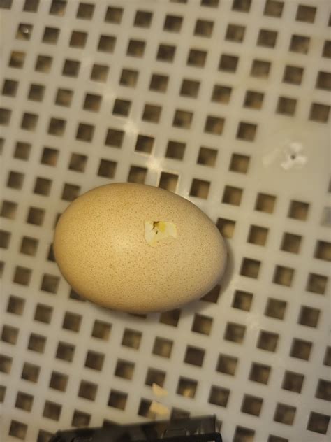 24 hour since external pip lots of chirping but no zip yet is it time to help r backyardchickens