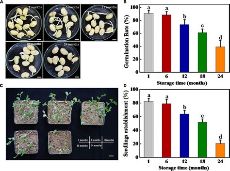 Soybean Seed Germination
