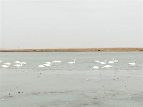 Өмнөговийн ээжүүдийн групп