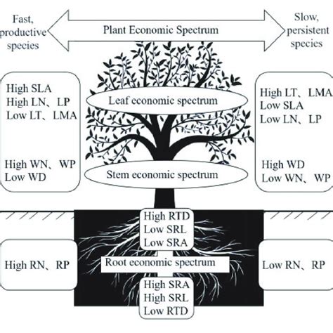 The Relationships Between Morphological Traits Of Tree Species Download Scientific Diagram