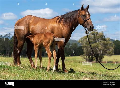 Young Foal Drinking From A Quarter Horse Mare In The Grassy Paddock