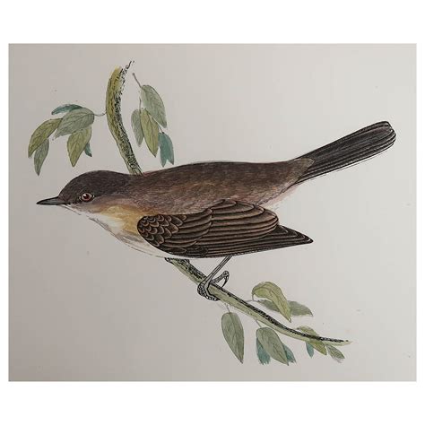 Original Antique Print Of A Water Pipit Circa 1880 Unframed For