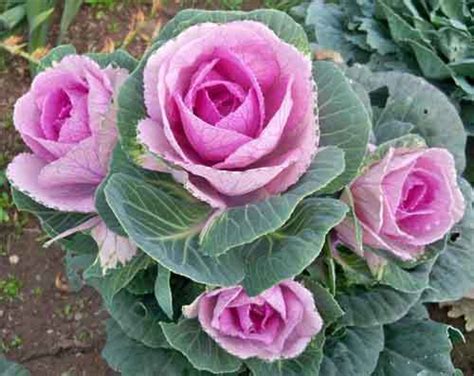 Красота! Все про декоративную капусту ' Дача, сад, огород