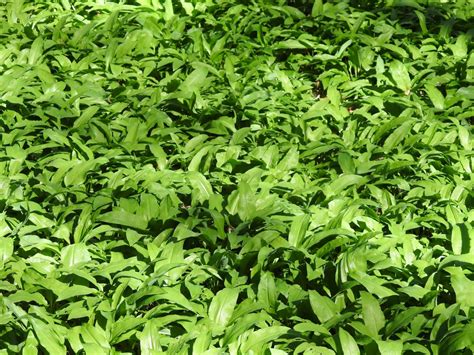 무료 이미지 자연 식품 봄 목초 생기게 하다 야채 수확고 가려워하는 약용 식물 꽃 피는 식물 곰의 마늘 데이지 가족 마늘 잎 육상 식물 브라