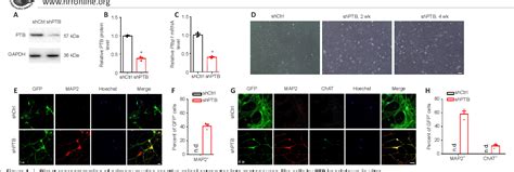Figure 1 From Knockdown Of Polypyrimidine Tract Binding Protein Facilitates Motor Function