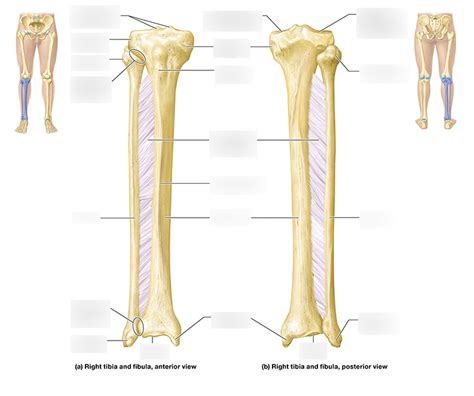 Tibia And Fibula Diagram Quizlet