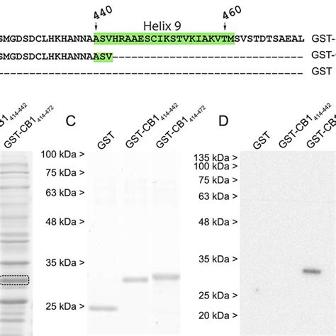 Quantitative Western Blot Analysis Of Cb1 Receptor Density On P2