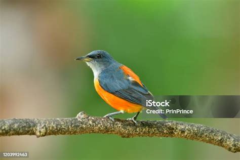 사랑스러운 오렌지 배 회색 날개와 흰색 턱 새가 나무 가지에 서 있는 뒷면 깃털 프로필 오렌지 배 꽃딱거 구리에 대한 스톡 사진 및 기타 이미지 Istock