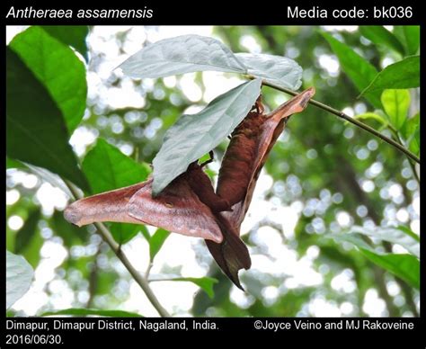 Antheraea Assamensis Helfer 1837 Moga Silk Moth Moths