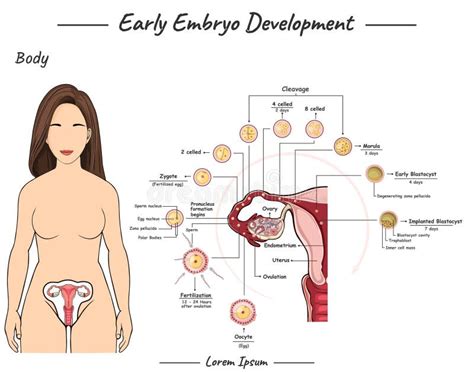 Early Embrio Development Stock Vector Illustration Of Sketch 296155532