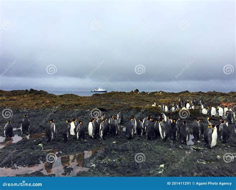 King Penguin Aptenodytes Patagonicus Stock Image Image Of Climate Island 201411291