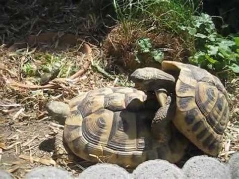 Turtle Sex Extreme Very Funny Noise YouTube