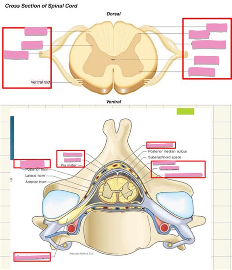 Spinal Cord Models Diagram Quizlet