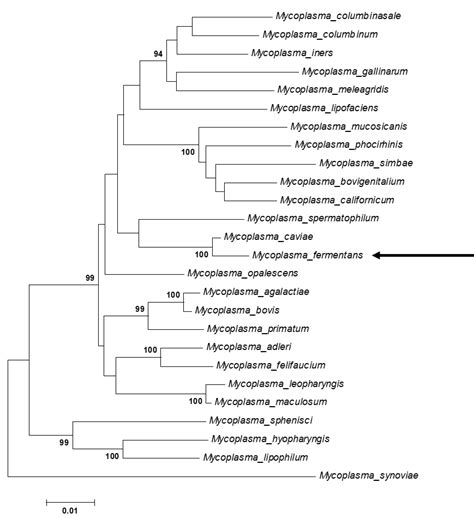 Mycoplasma Fermentans Vetmyco