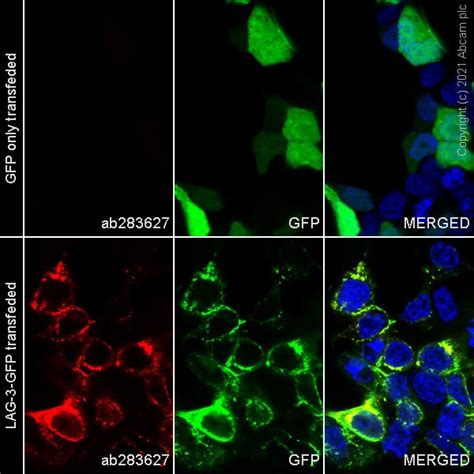 recombinant alexa fluor® 594 anti lag 3 antibody [epr20261] ab283627