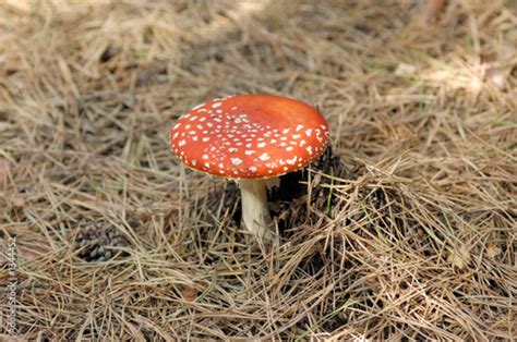 Fungusfnelapid第2页大山谷图库