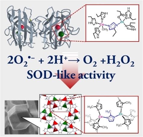 Superoxide Dismutase‐like Activity Of Zeolitic Imidazolate Framework Nanoparticles Comprising