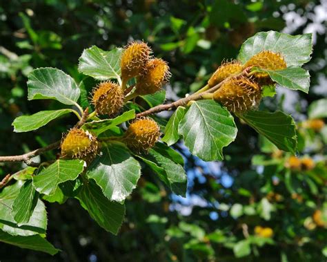 Fagus Sylvatica Gardensonline