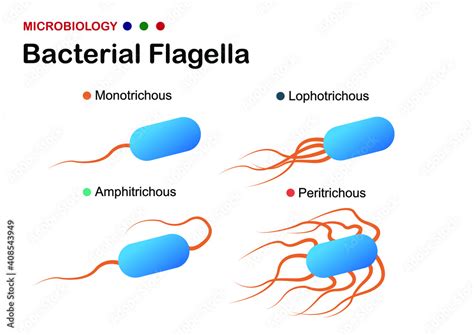 Flagellate Diagram