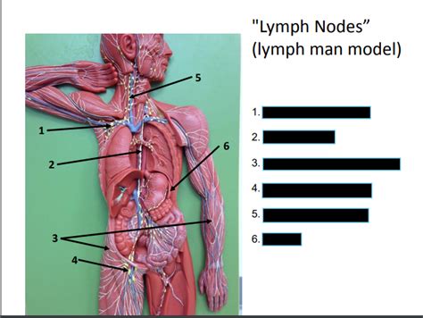 Lymph Nodes Diagram Quizlet