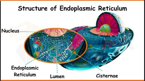 Endoplasmic Reticulum Structure Types And Functions
