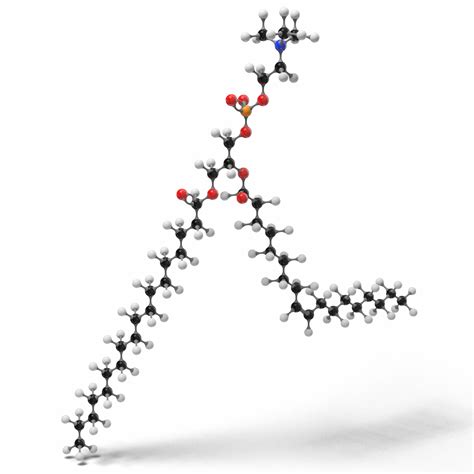 Modello 3d Fosfolipidi Molecolari Turbosquid 1570946