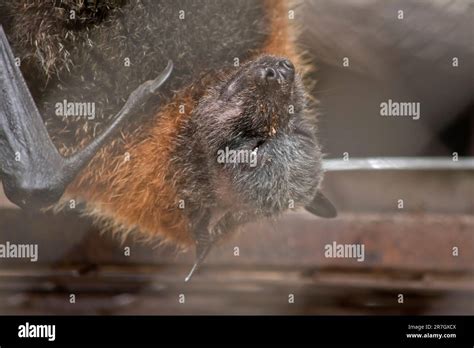 Bat Hands And Wings At Marvin Wolbert Blog