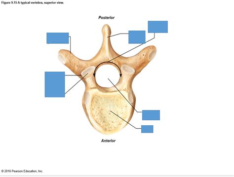 A Typical Vertebra Diagram Quizlet